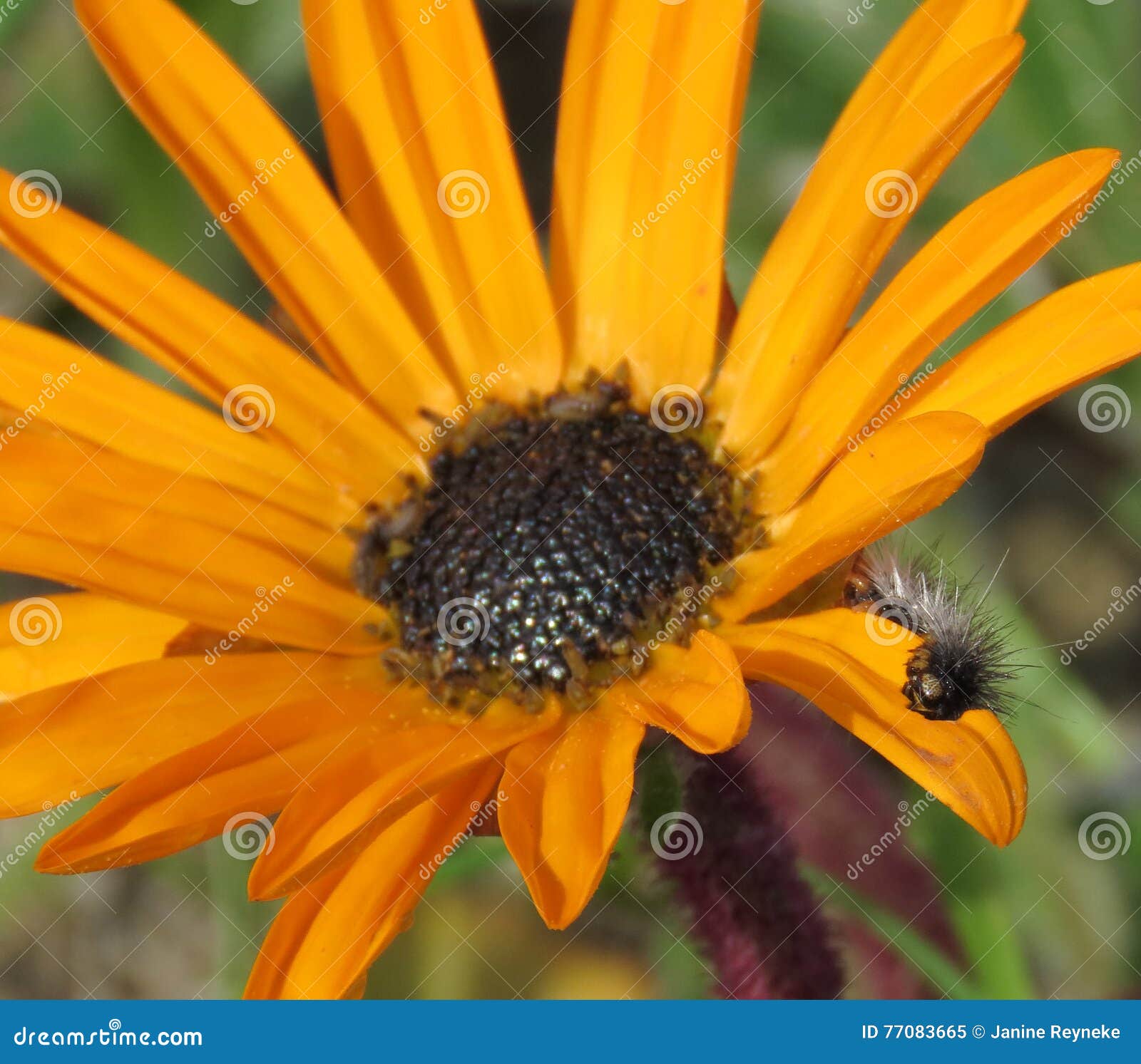 Hairy Worm on a Orange Daisy Stock Image - Image of hairy, orange: 77083665