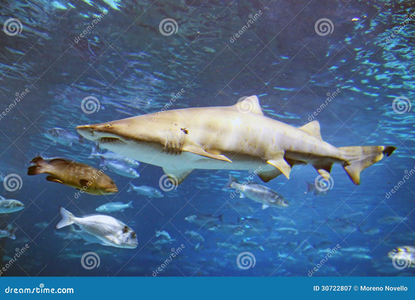 Haj fotografering för bildbyråer. Bild av uppvisning - 30722807