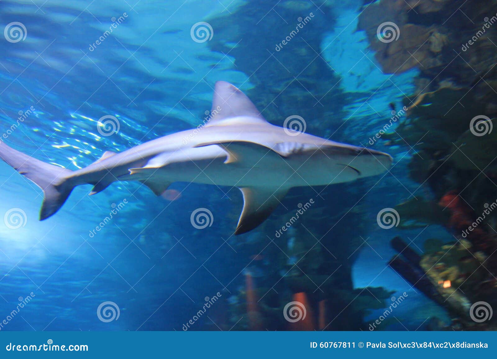 Haj fotografering för bildbyråer. Bild av färgrikt, akvarium - 60767811