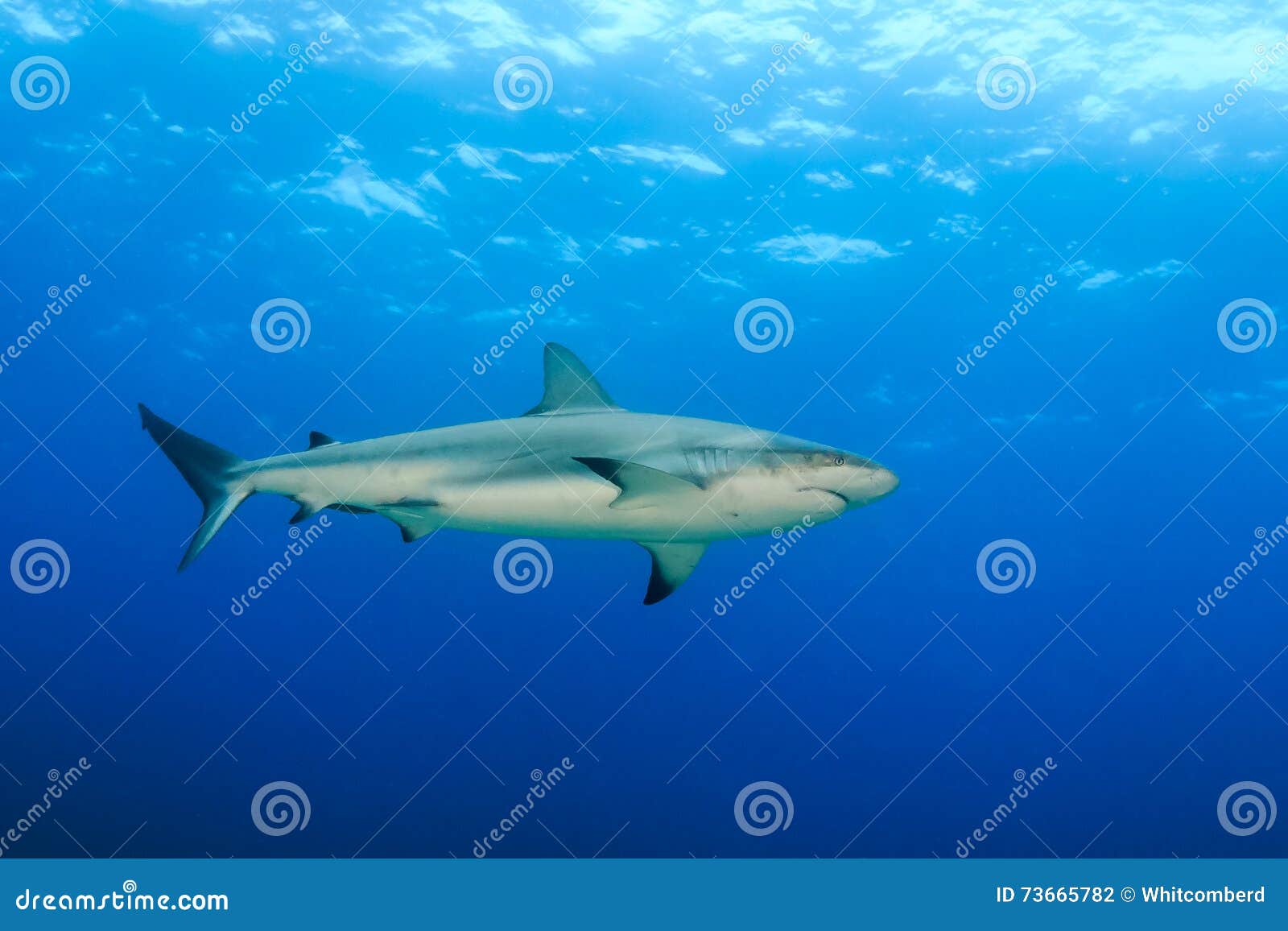 Haj i havet arkivfoto. Bild av djupt, stänga, käke, korall - 73665782