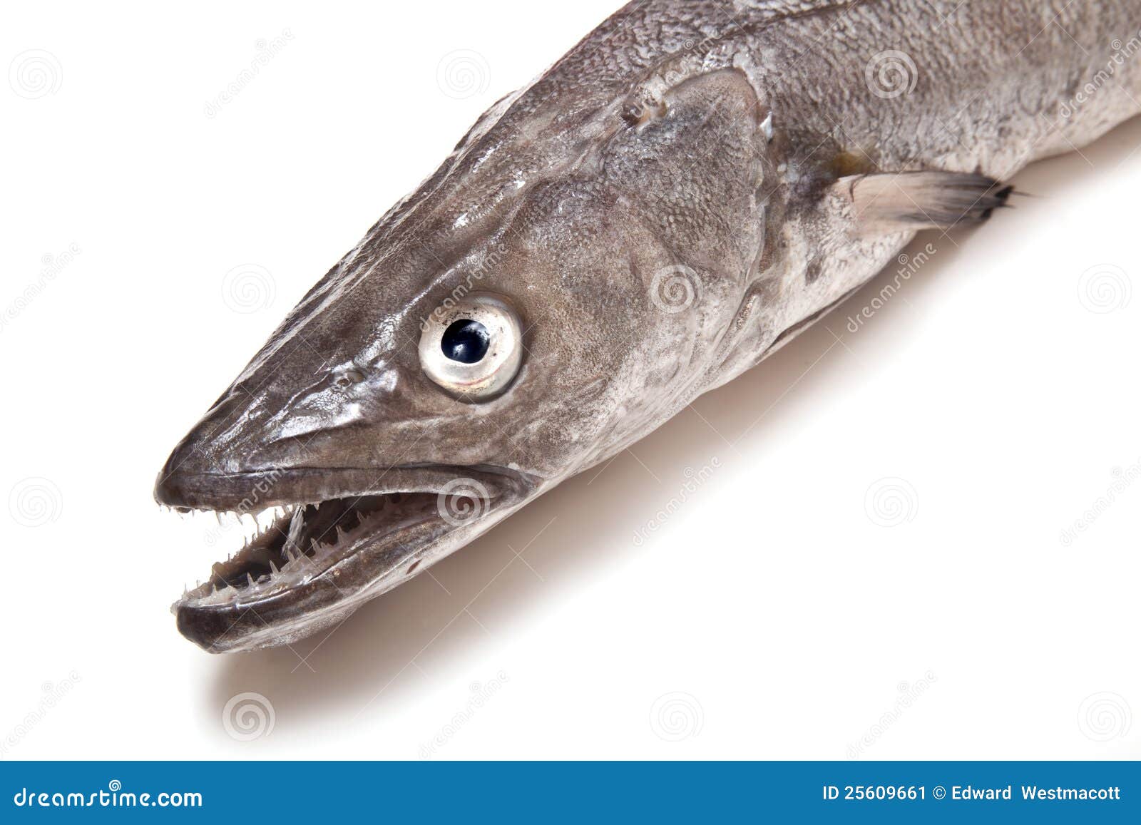 Hake fish. stock image. Image of european, uncooked, studio - 25609661