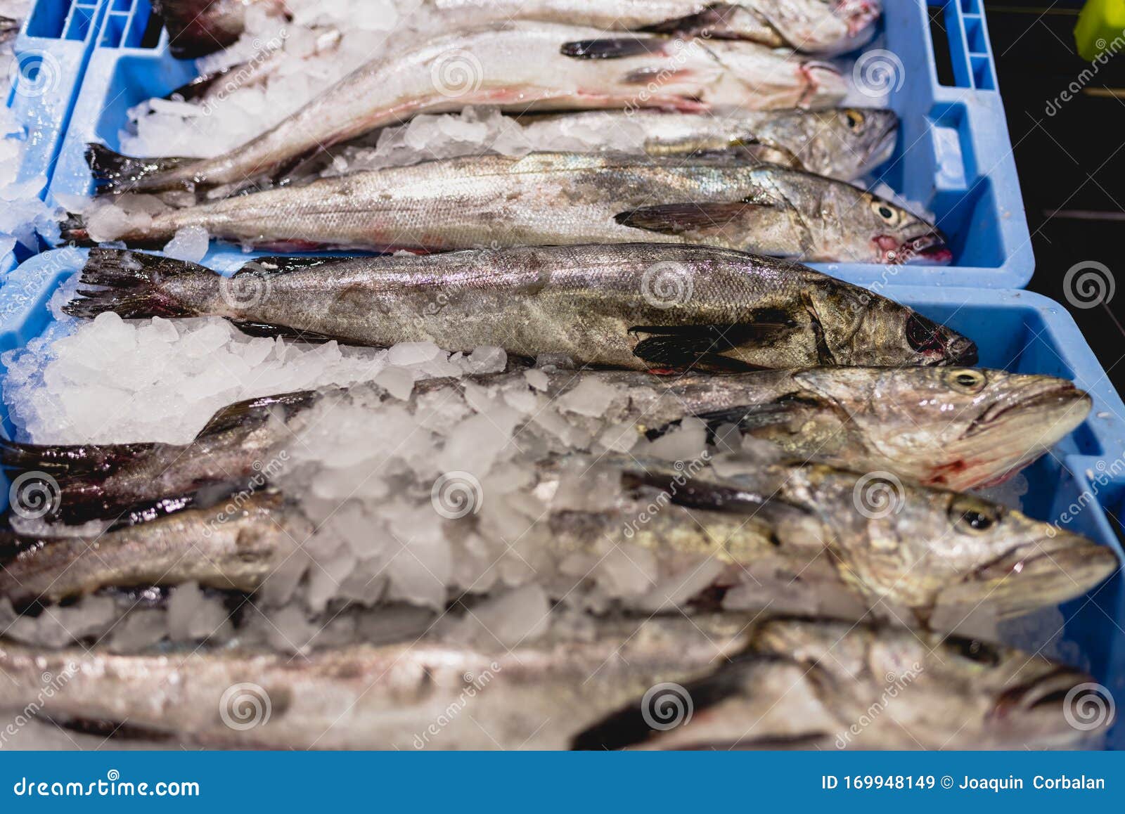 Hake Fish in a Box with Ice in a Fishmonger Stock Image - Image of ...
