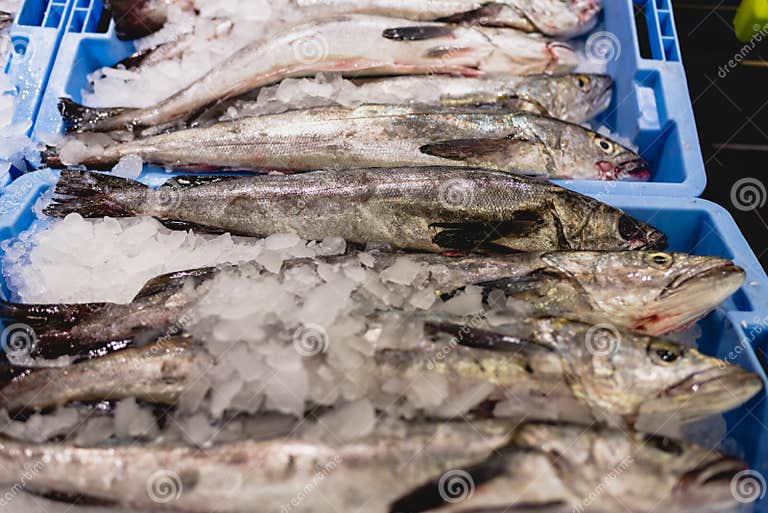 Hake Fish in a Box with Ice in a Fishmonger Stock Image - Image of ...