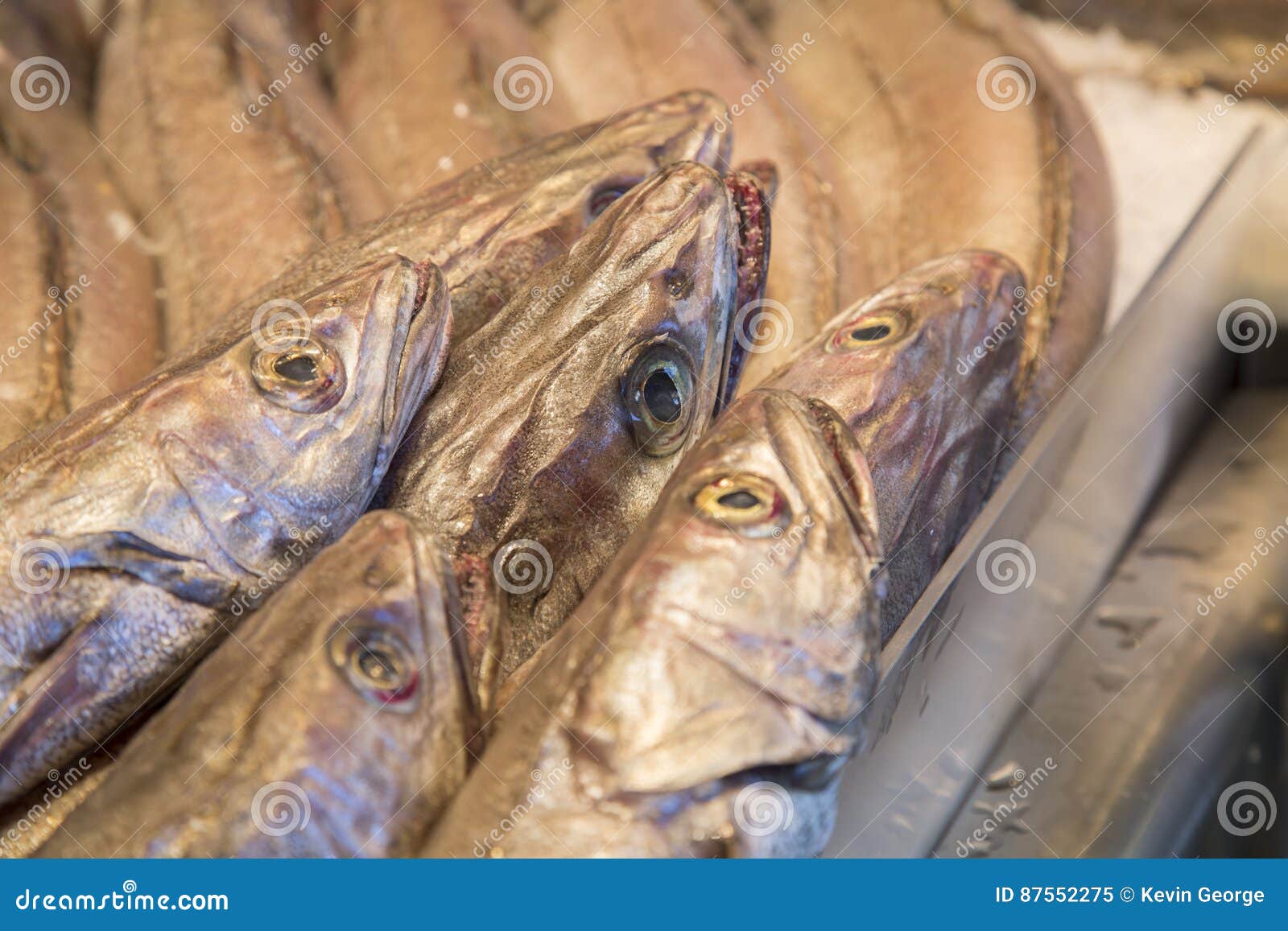 Hake Fish Heads stock image. Image of heads, stockfish - 87552275