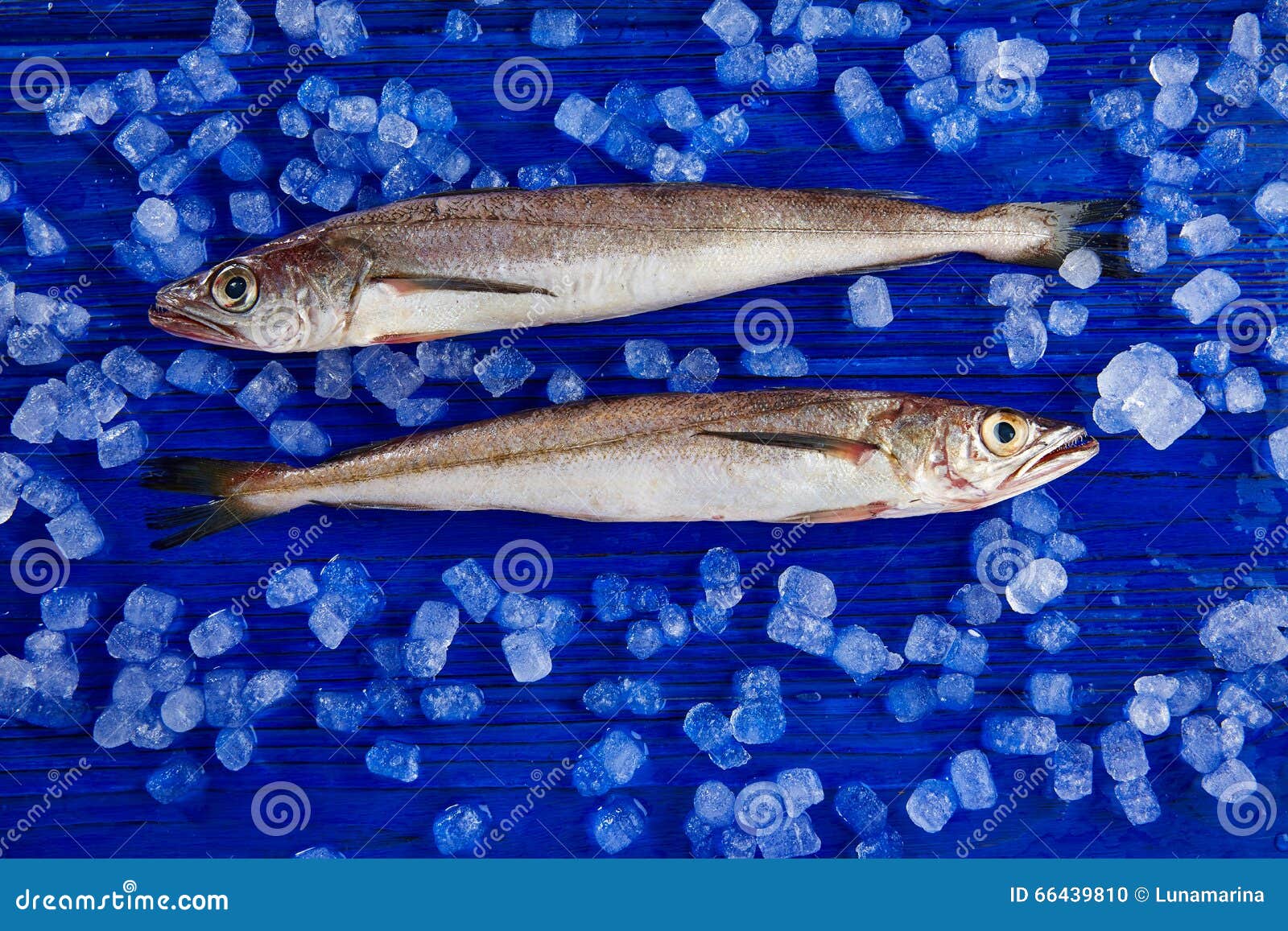 Hake Fish Exposed On Market Stand Royalty-Free Stock Image ...