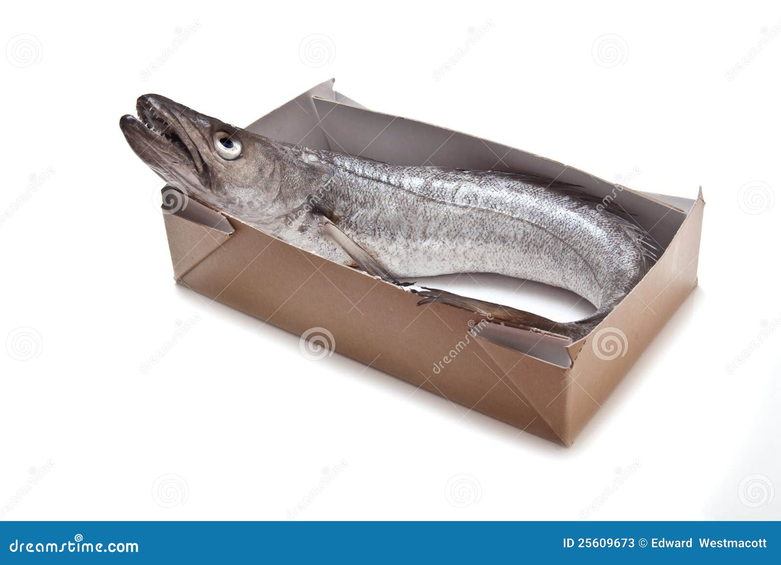 Hake Fish Whole. Stock Photos - Image: 25609673
