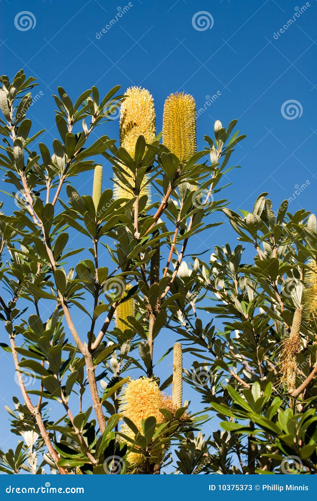 Hakea stock image. Image of shrub, native, golden, proteaceae - 10375373