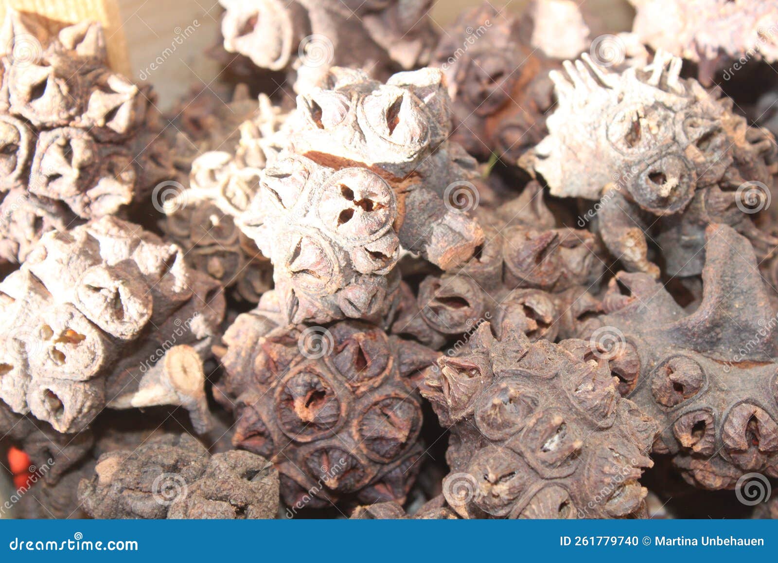 Hakea fruit stock photo. Image of hakea, fruit, tree - 261779740