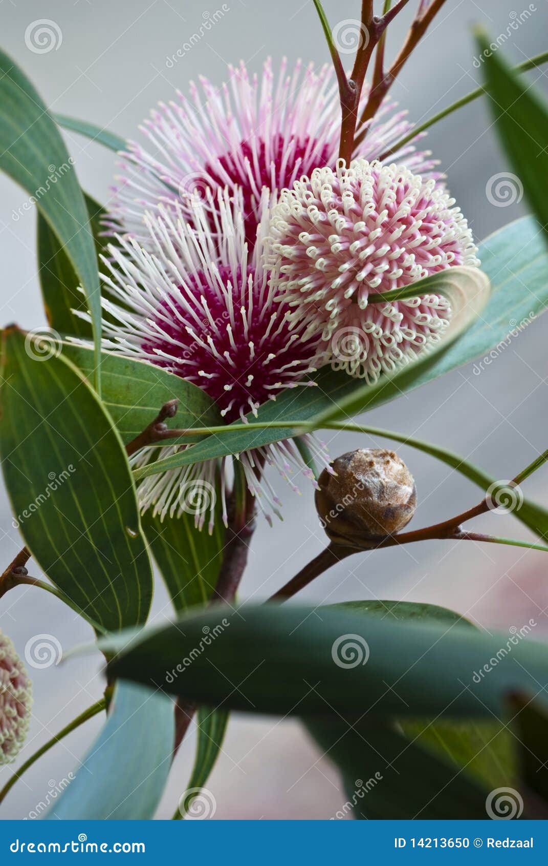 Hakea Laurina Showing Flower and Bud Stock Photo - Image of flower ...