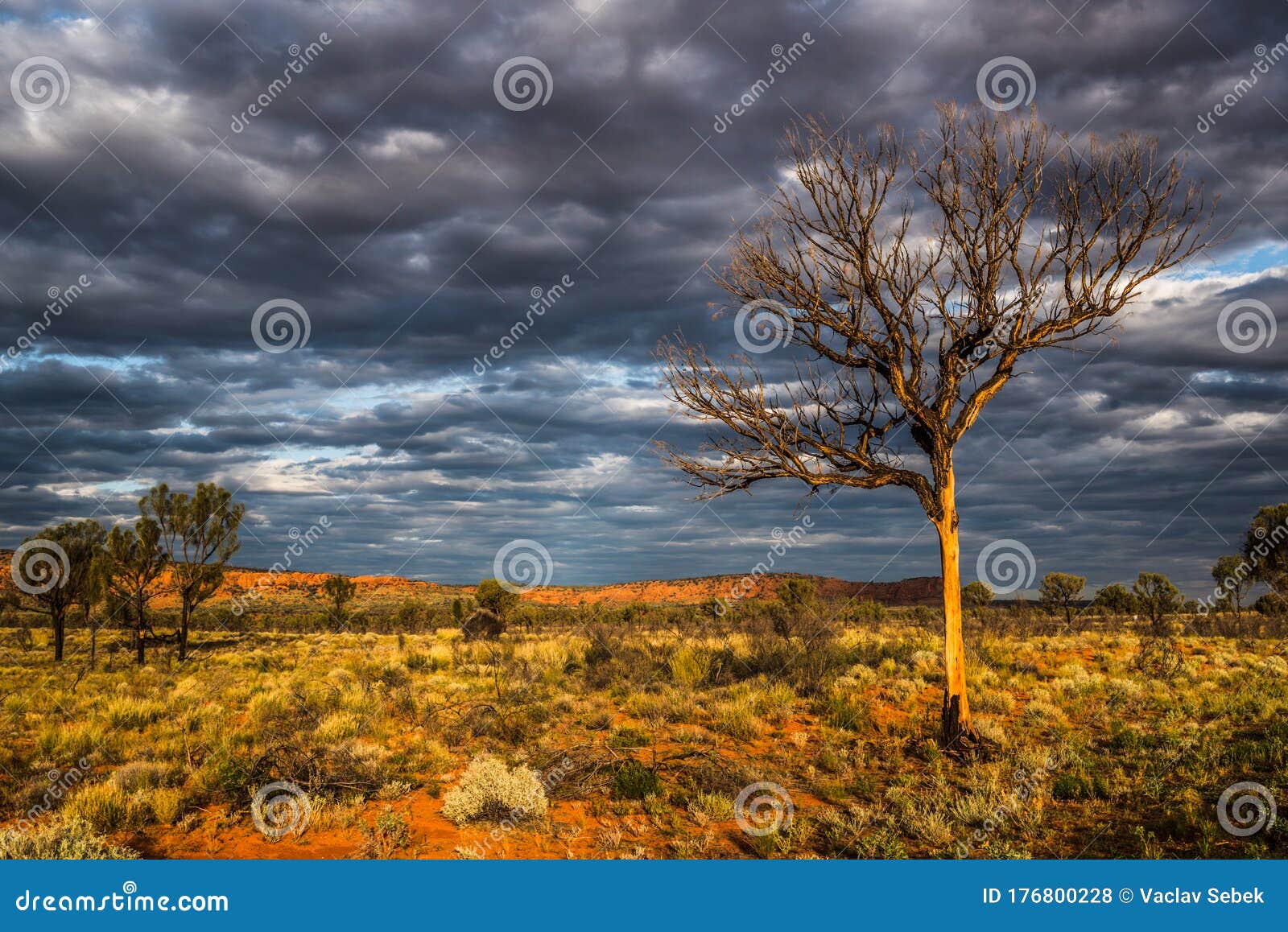 A Hakea Tree Stands Alone In The Australian Outback During Sunset ...