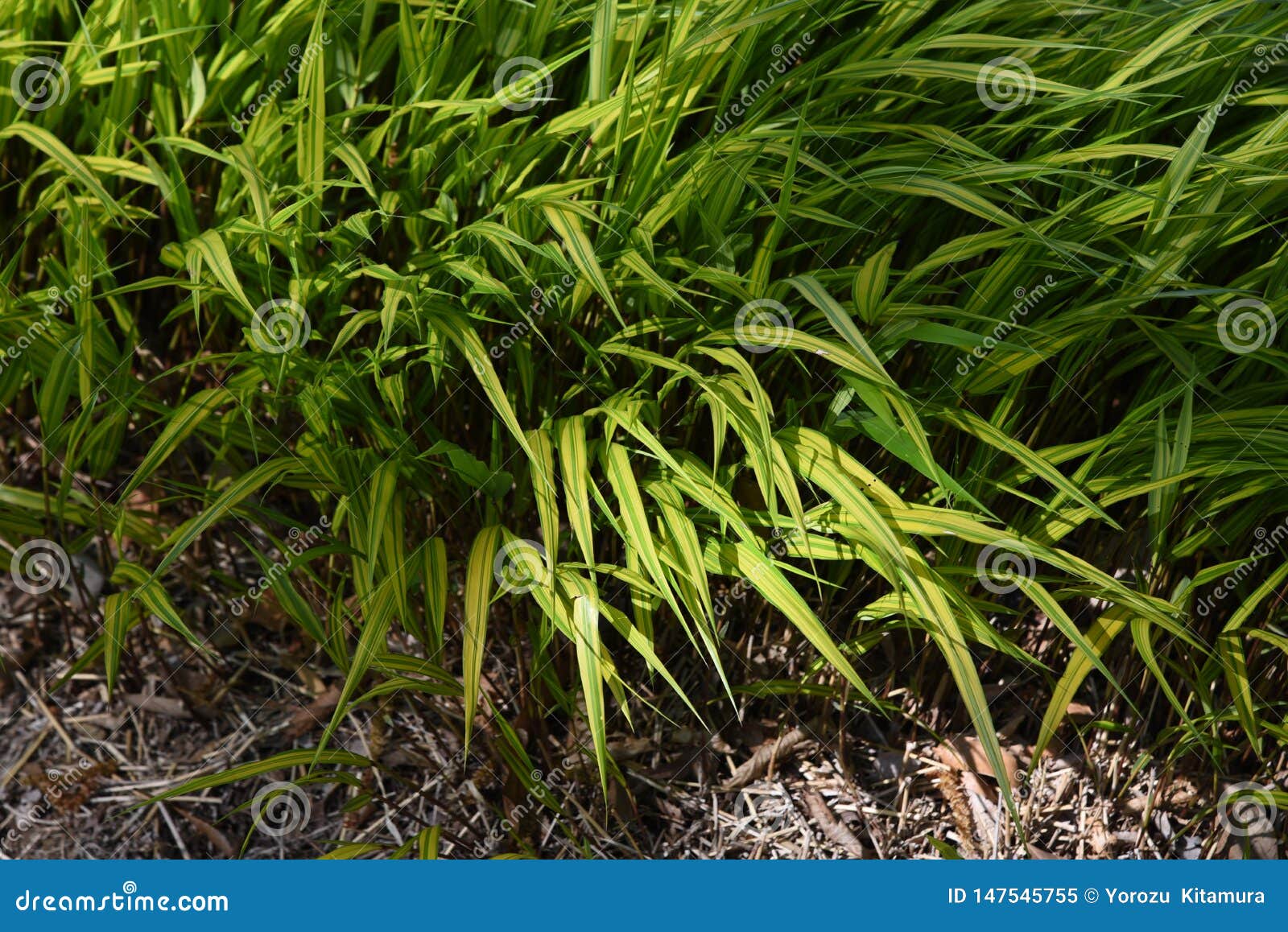 Hakonechloa macra stock image. Image of grass, leaves - 147545755