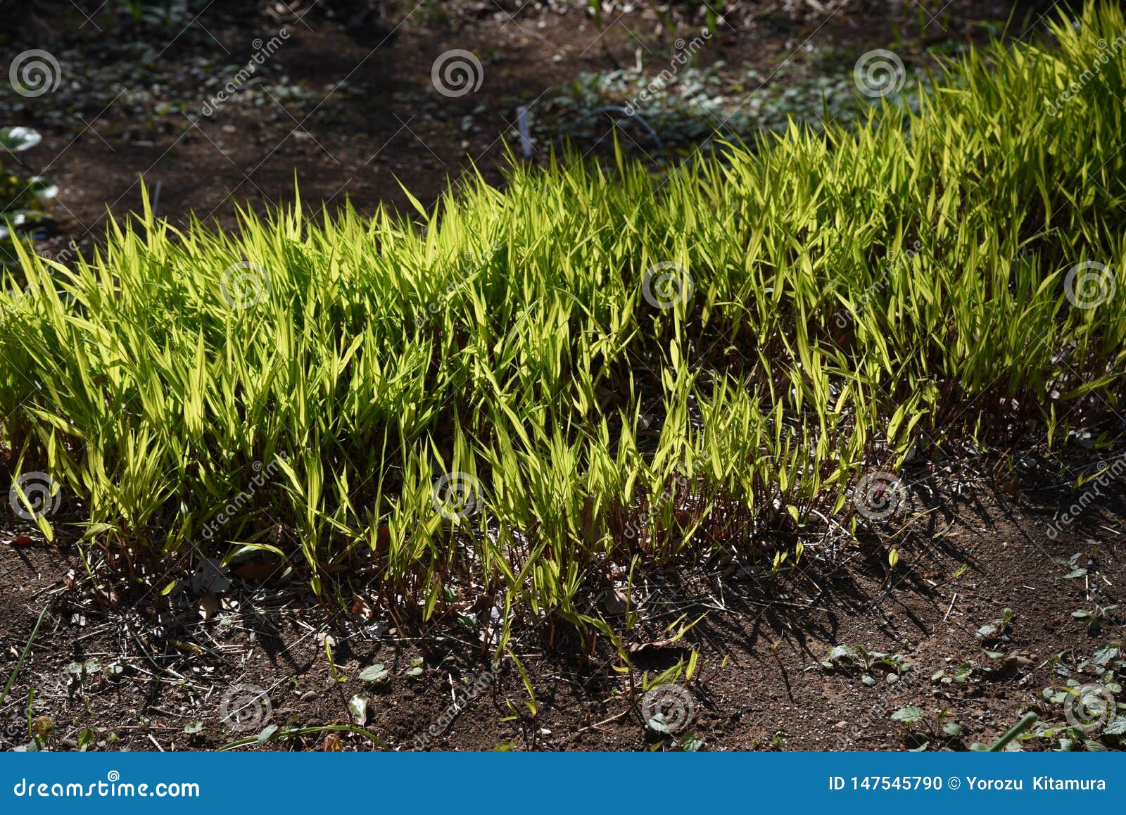 Hakonechloa macra stock photo. Image of outdoor, hakone - 147545790
