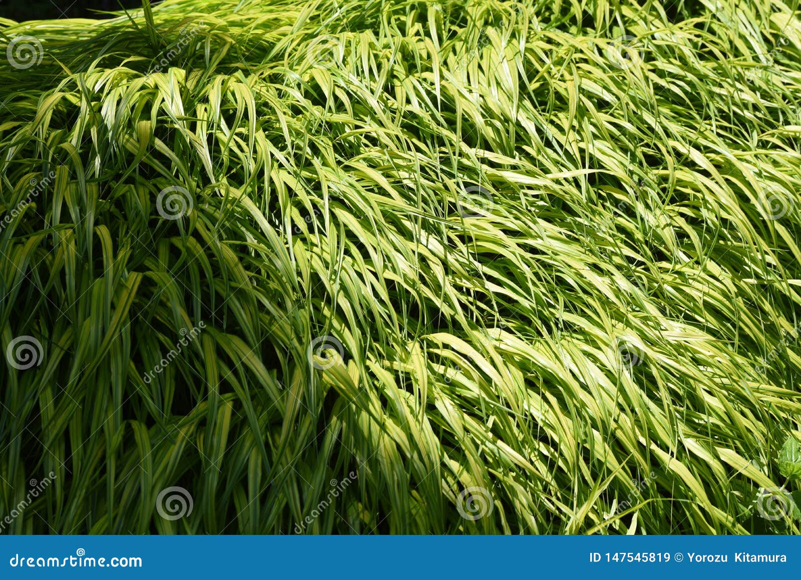 Hakonechloa macra stock image. Image of leaf, ornamental - 147545819