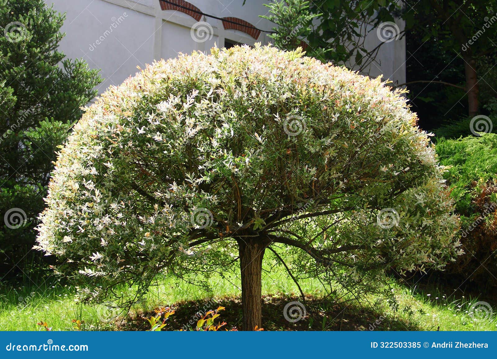 Hakuro Nishiki (Salix Integra) Dappled Willow Tree in a Garden Stock ...