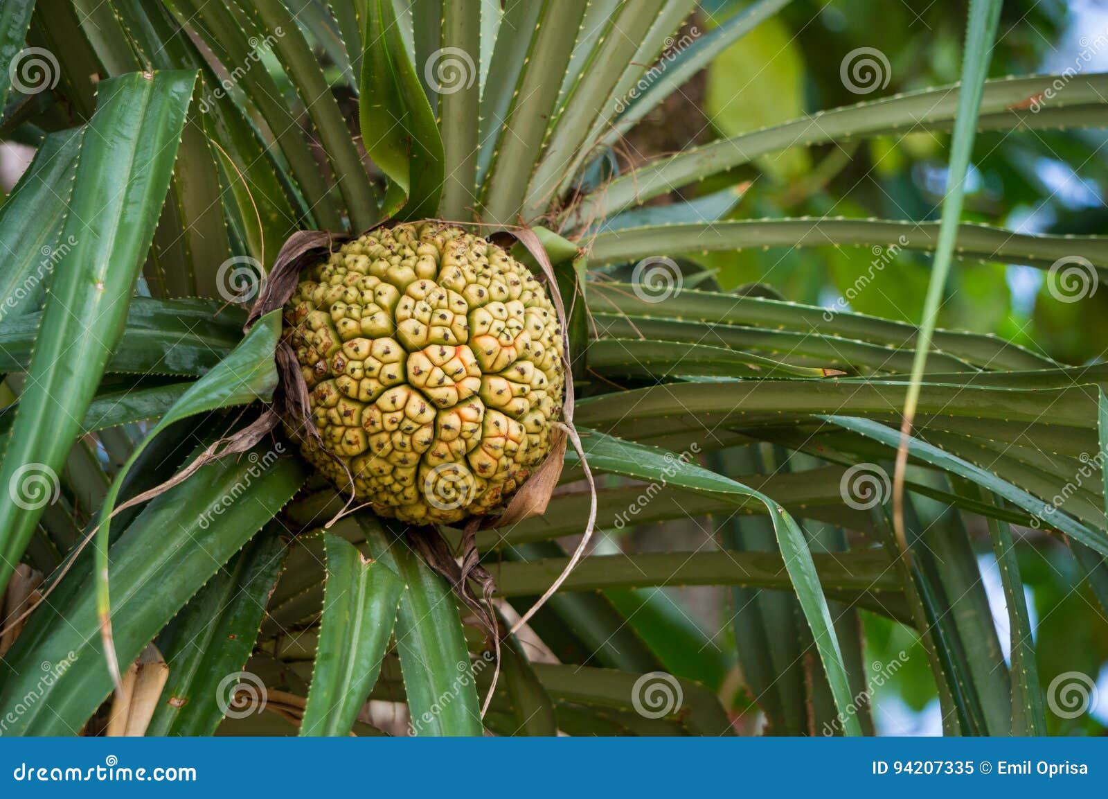 Hala Fruit, Pandanus Tectorius. Exotic Tropical Fruit Royalty-Free ...