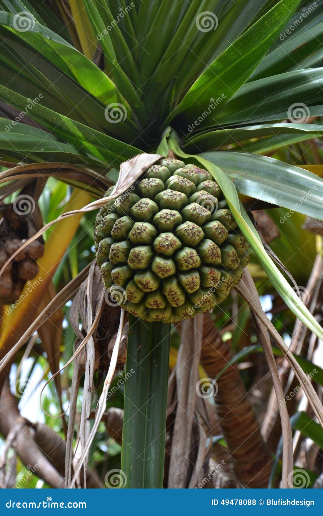 Hala Fruit, Pandanus Tectorius. Exotic Tropical Fruit Royalty-Free ...