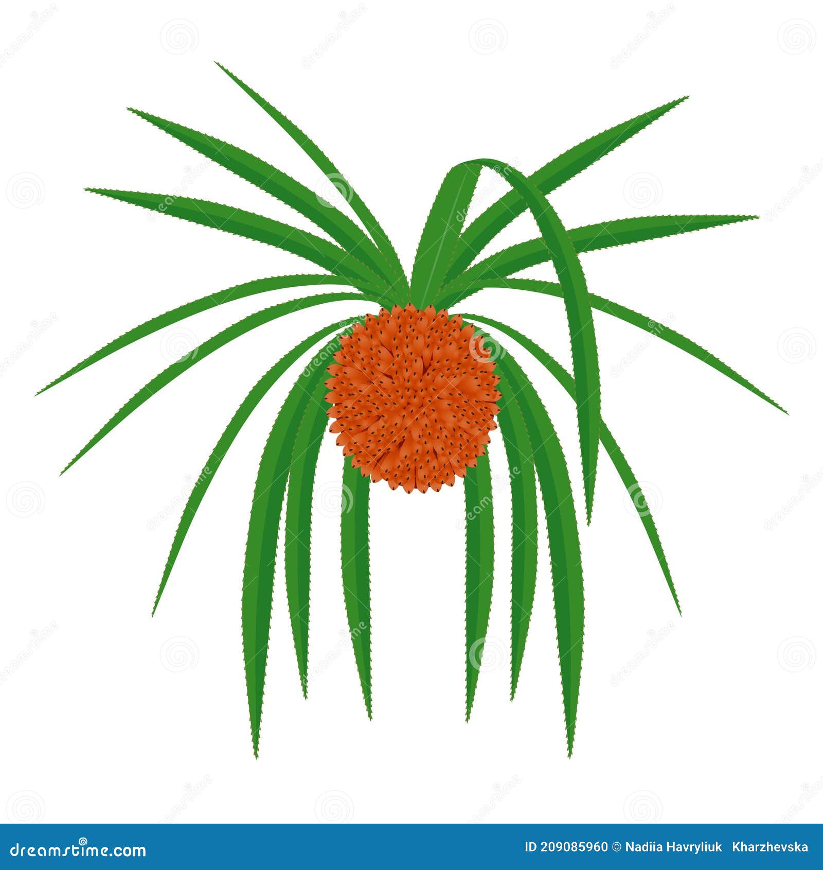 Hala Fruit, Pandanus Tectorius, Edible And Medicinal Plant Vector ...