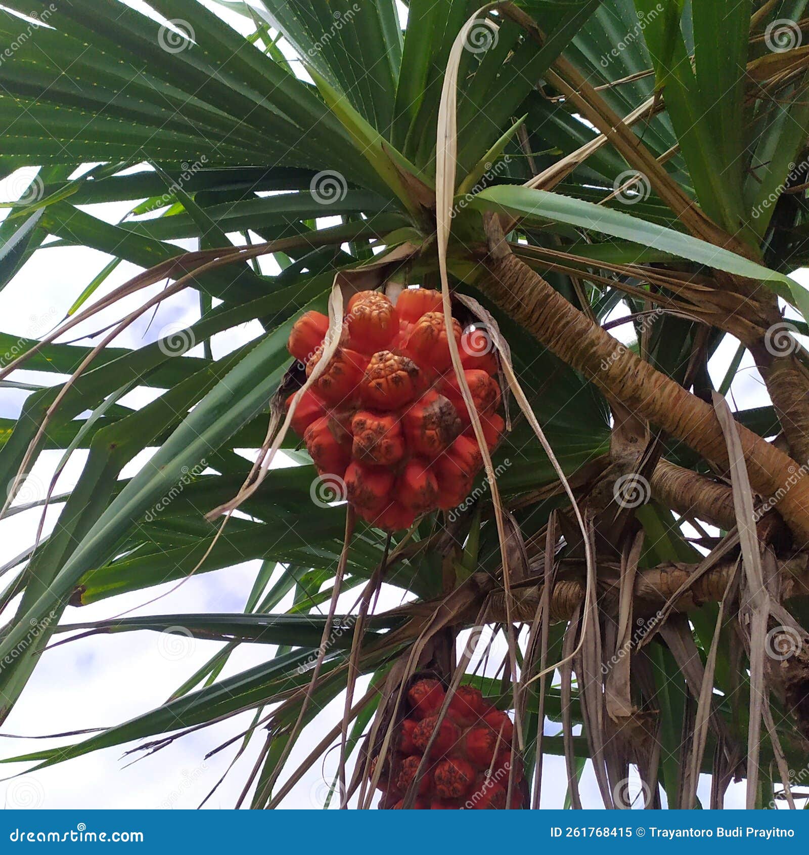Hala Fruit, Pandanus Tectorius. Exotic Tropical Fruit Royalty-Free ...