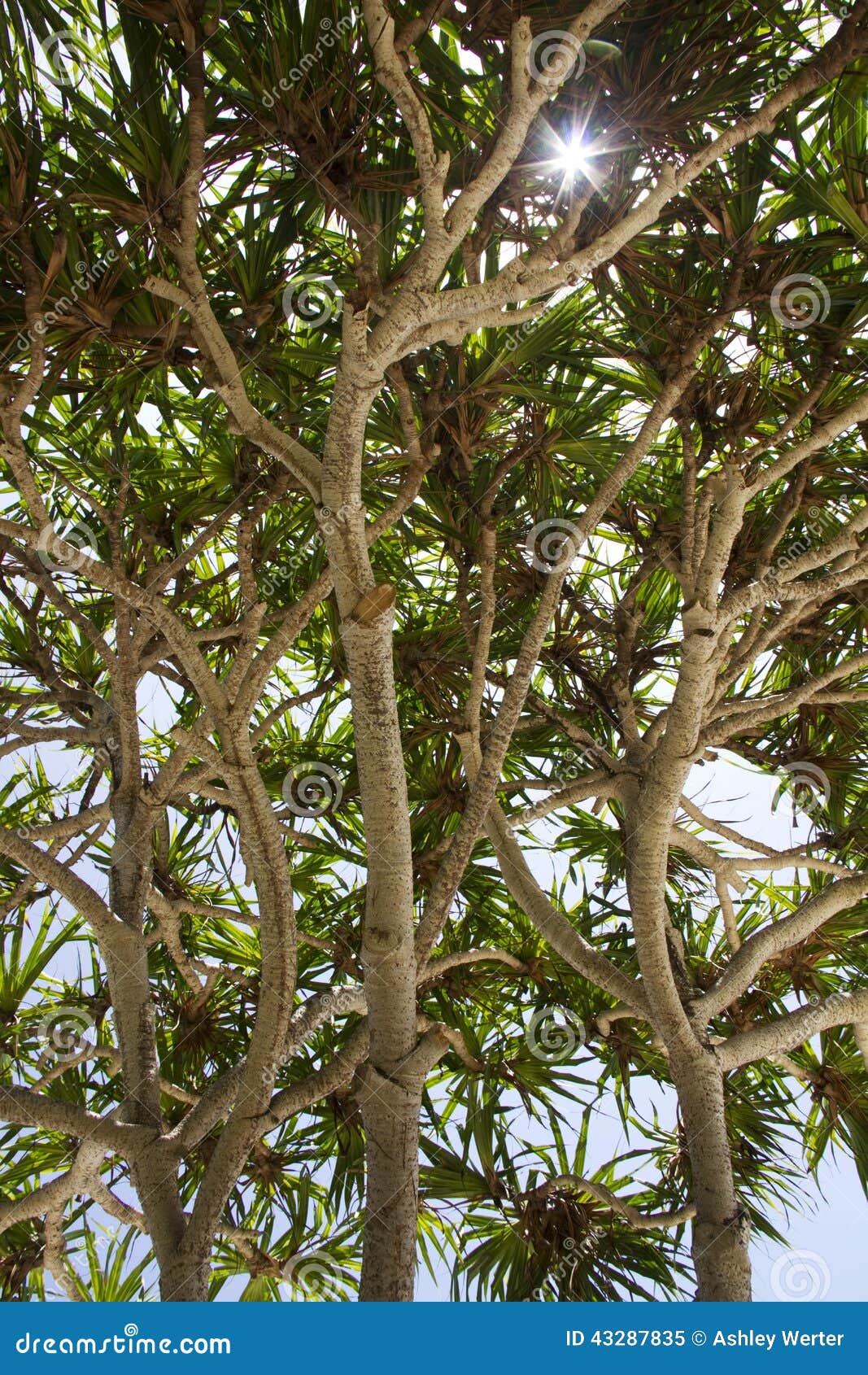 Hala tree stock image. Image of hawaii, oahu, tantalus - 43287835
