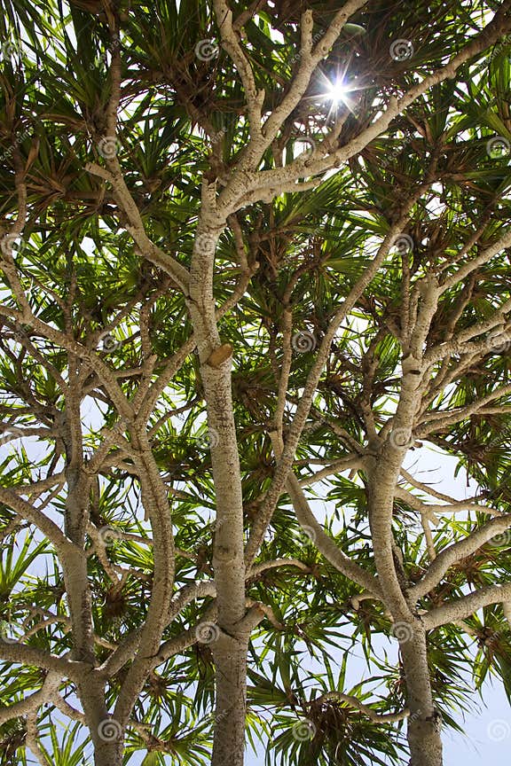 Hala tree stock image. Image of hawaii, oahu, tantalus - 43287835