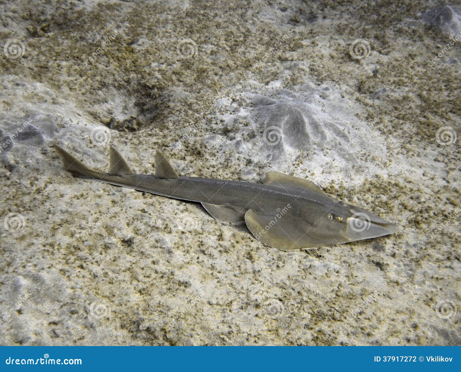 Halavi Guitarfish on the Sea Bottom Stock Photo - Image of sand, egypt ...
