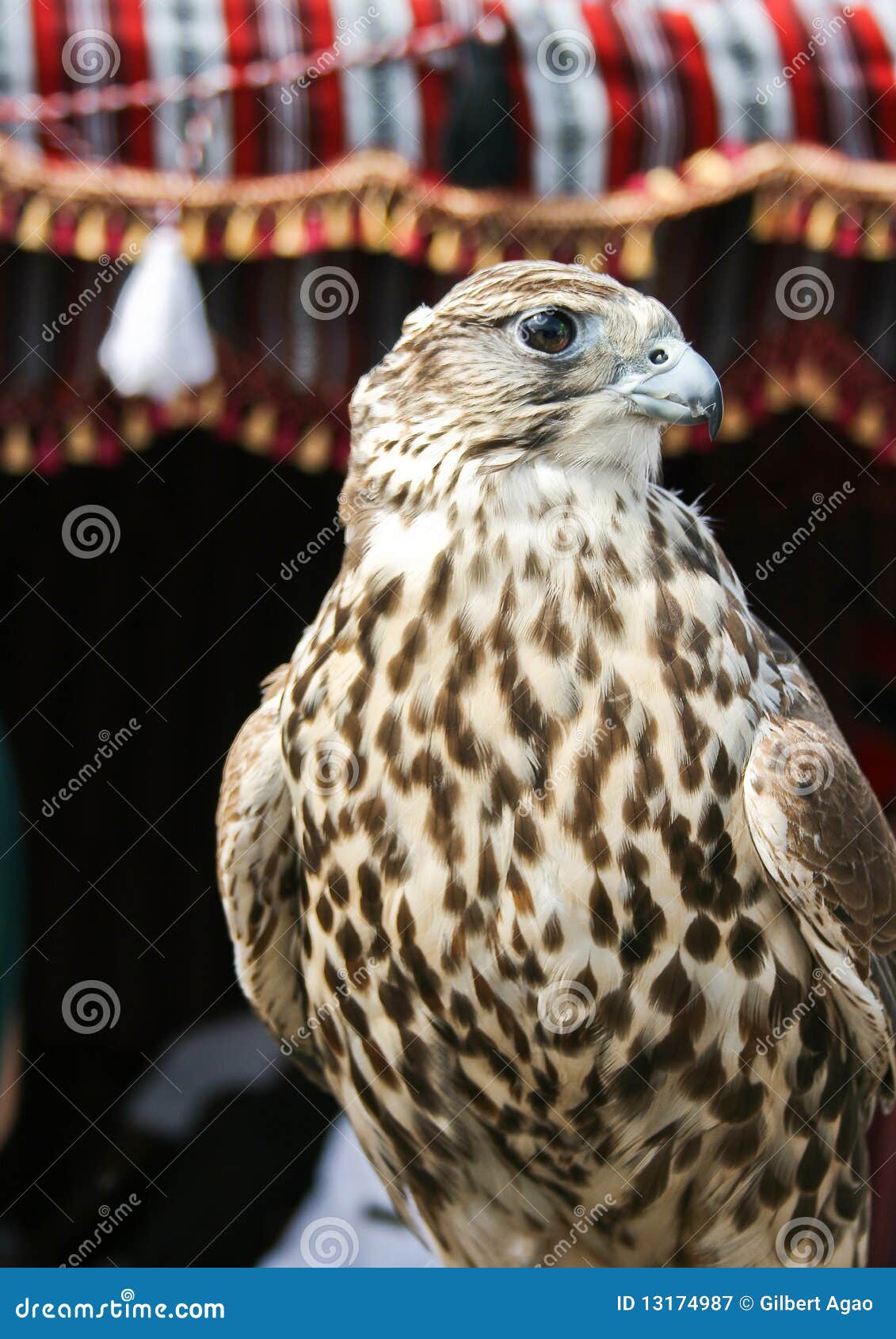 Halcón árabe imagen de archivo. Imagen de pico, katar - 13174987