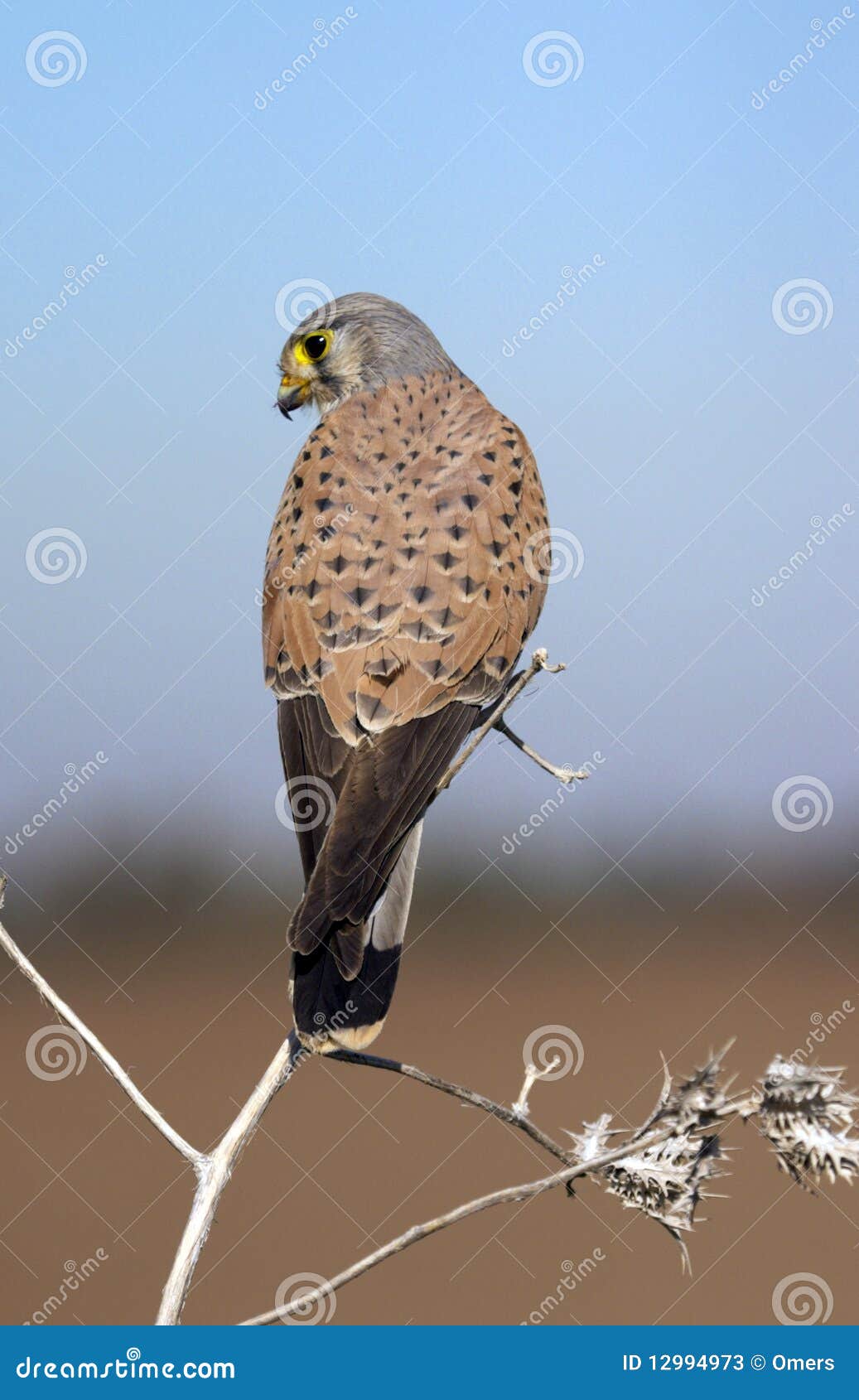 Halcón imagen de archivo. Imagen de plumaje, salvaje - 12994973