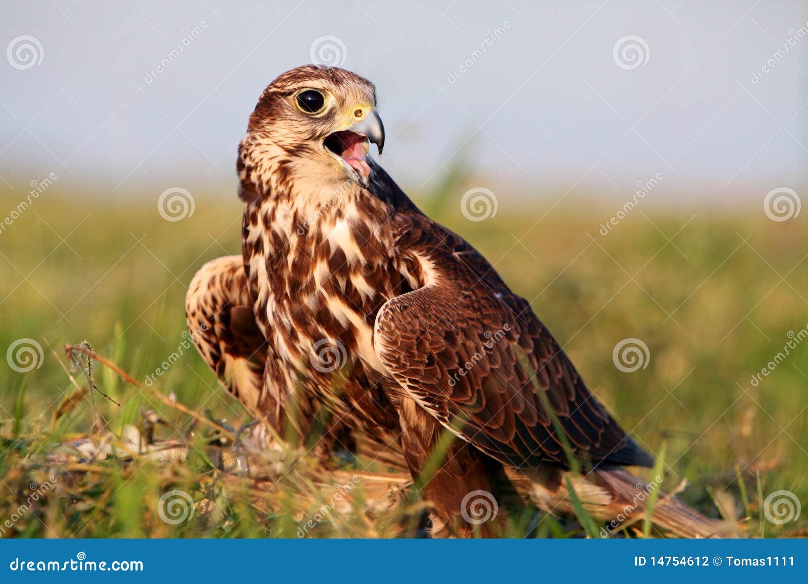 Halcón foto de archivo. Imagen de garra, halconero, pista - 14754612