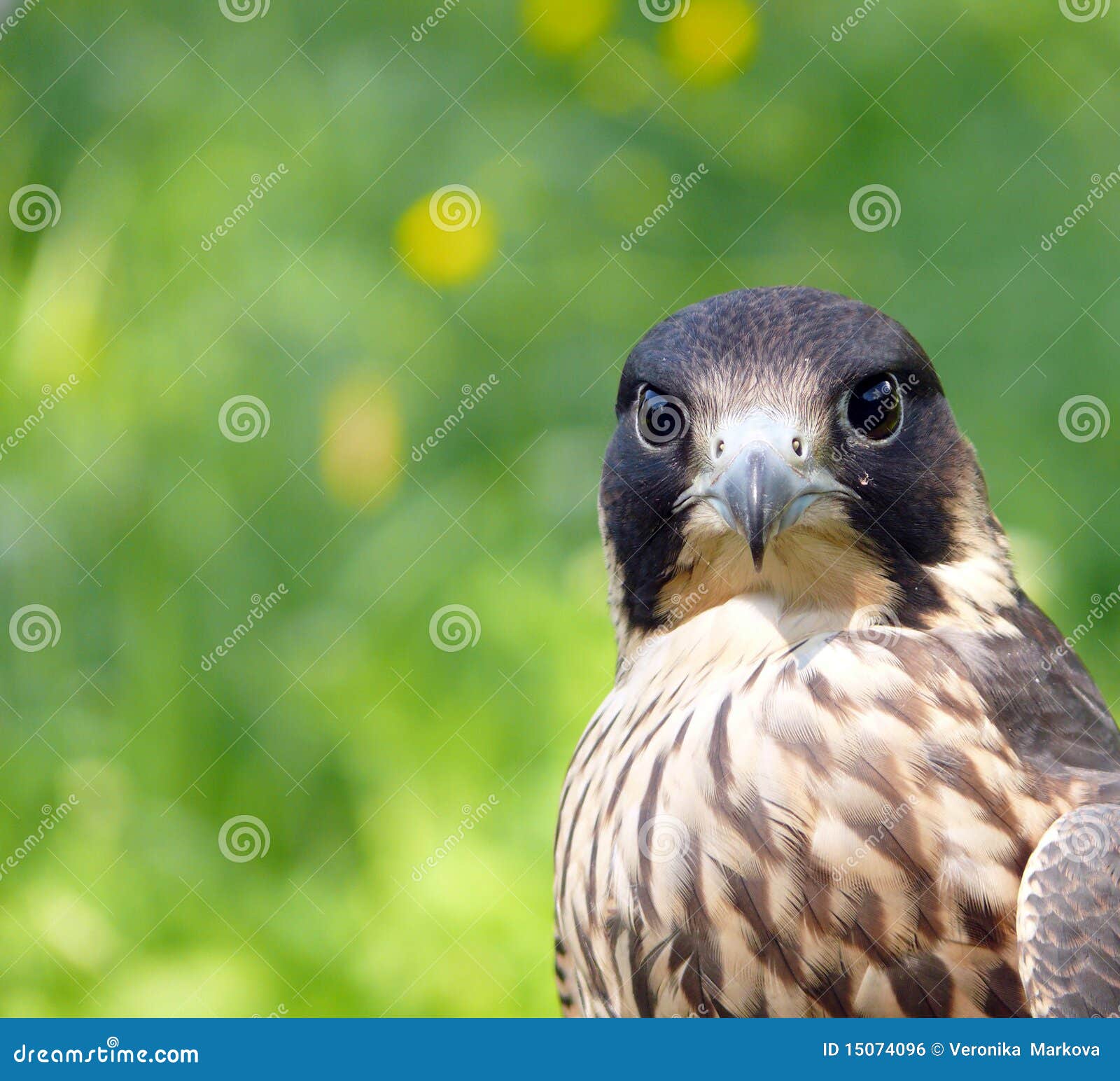 Halcón foto de archivo. Imagen de picotear, peregrino - 15074096