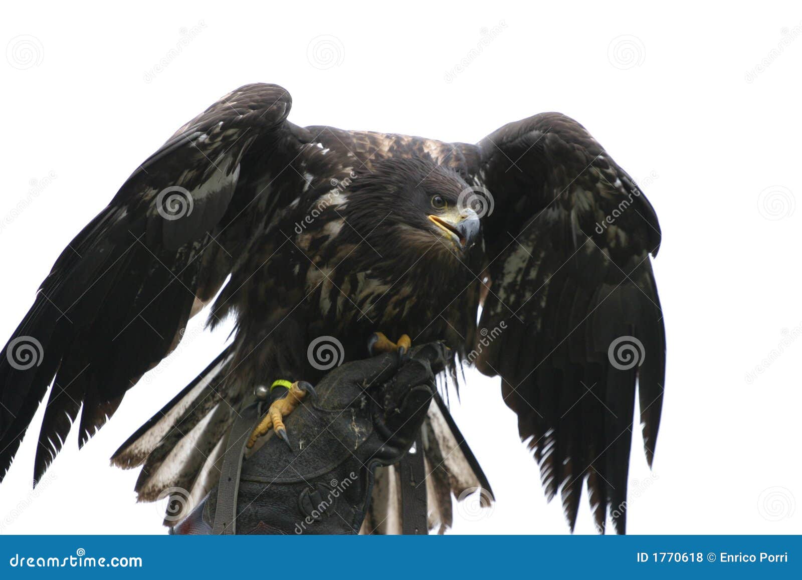 Halcón foto de archivo. Imagen de garras, salvaje, alas - 1770618