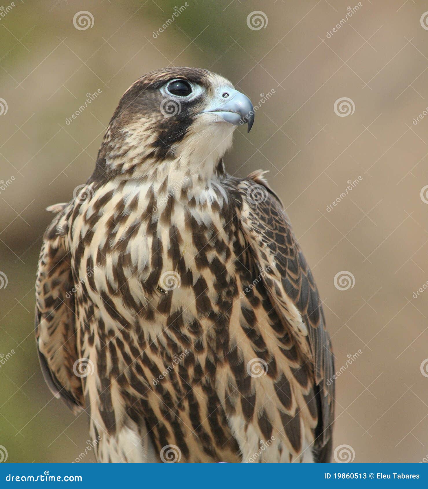 Halcón imagen de archivo. Imagen de caza, girfalo, presa - 19860513