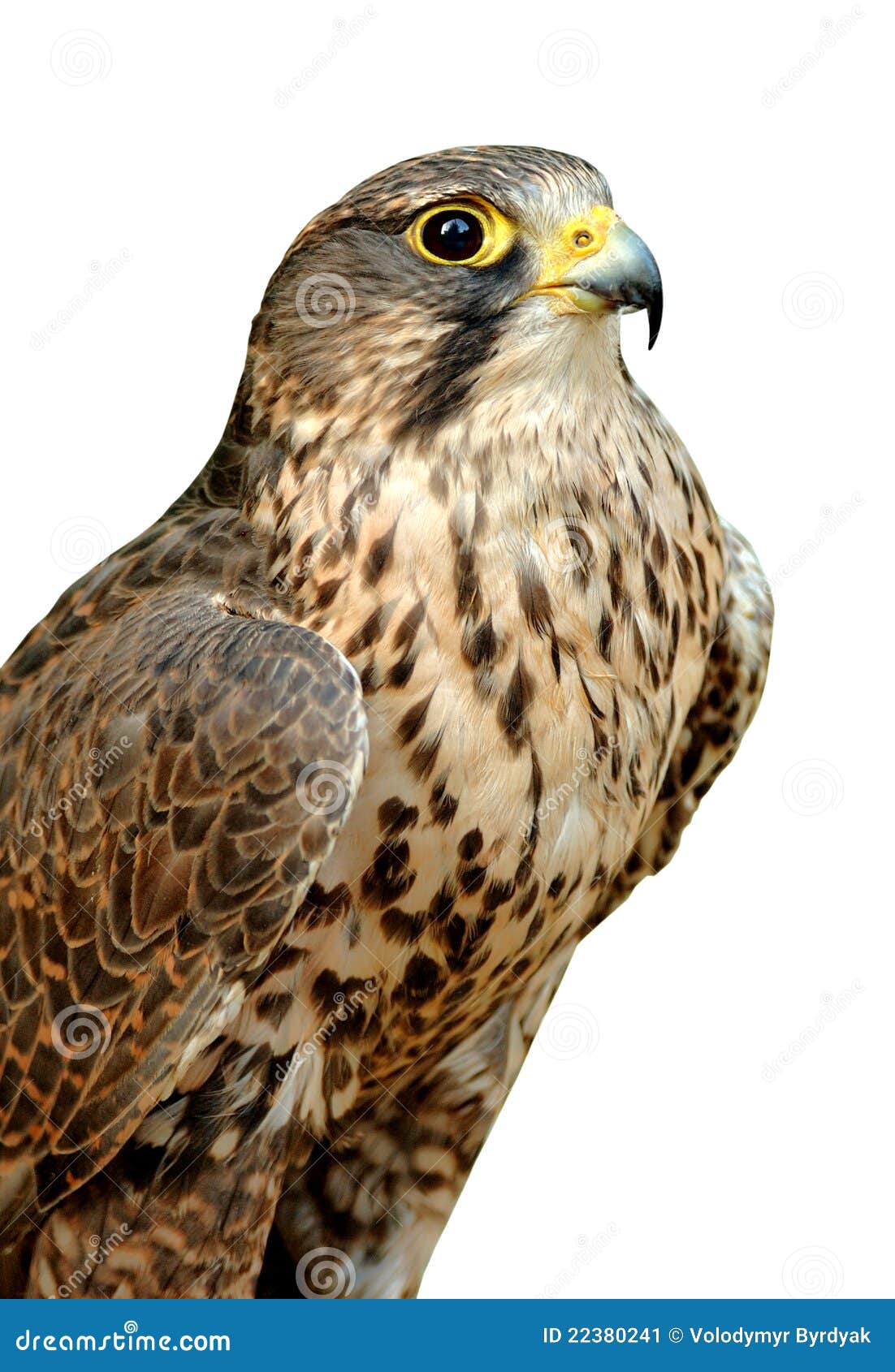 Halcón imagen de archivo. Imagen de velocidad, mirando - 22380241