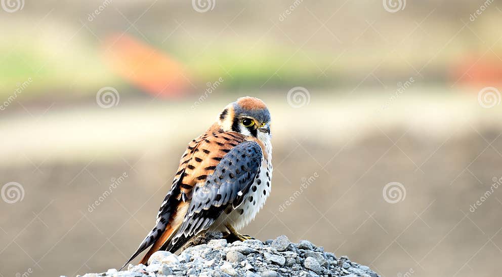 Halcón foto de archivo. Imagen de bebé, rapaz, americano - 43847598