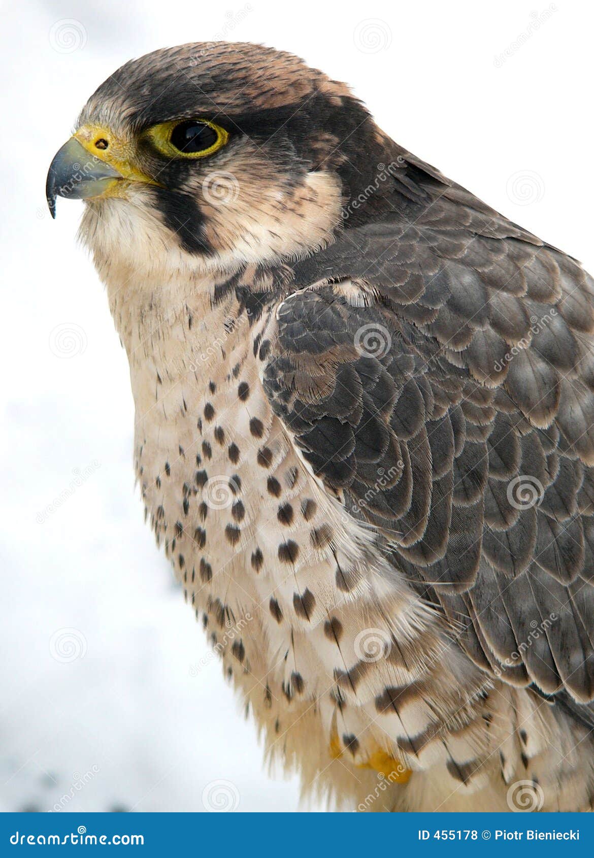 Halcón foto de archivo. Imagen de rapaz, salvaje, despredador - 455178
