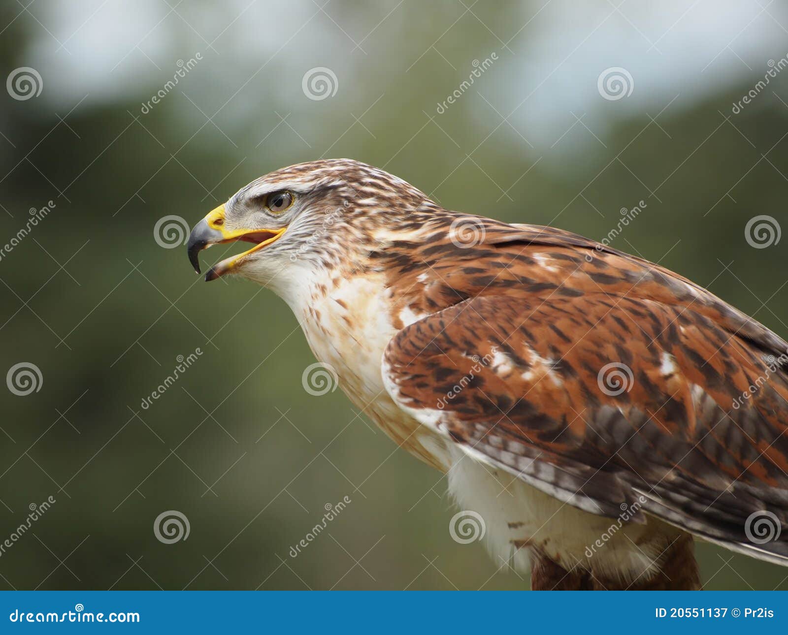 Halcón Amplio-con alas imagen de archivo. Imagen de majestuoso - 20551137
