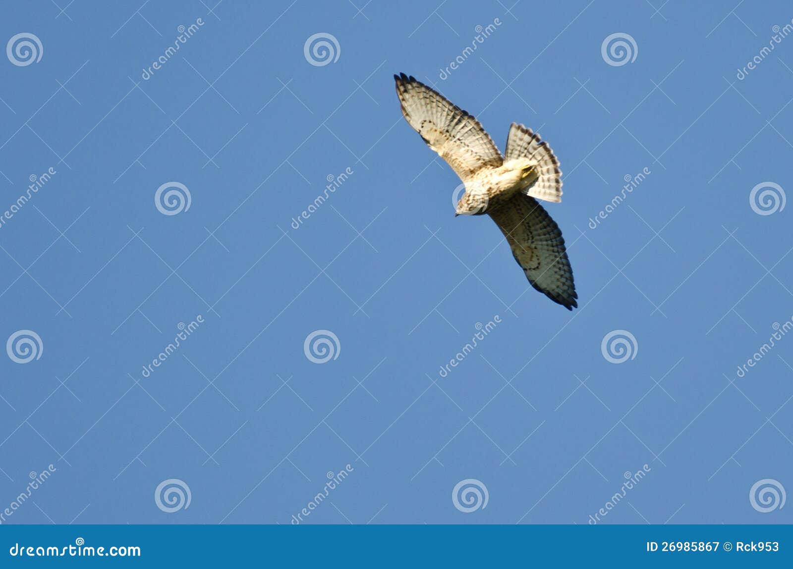 Halcón Amplio-Con Alas En El Ala Imagen de archivo - Imagen de vendas ...