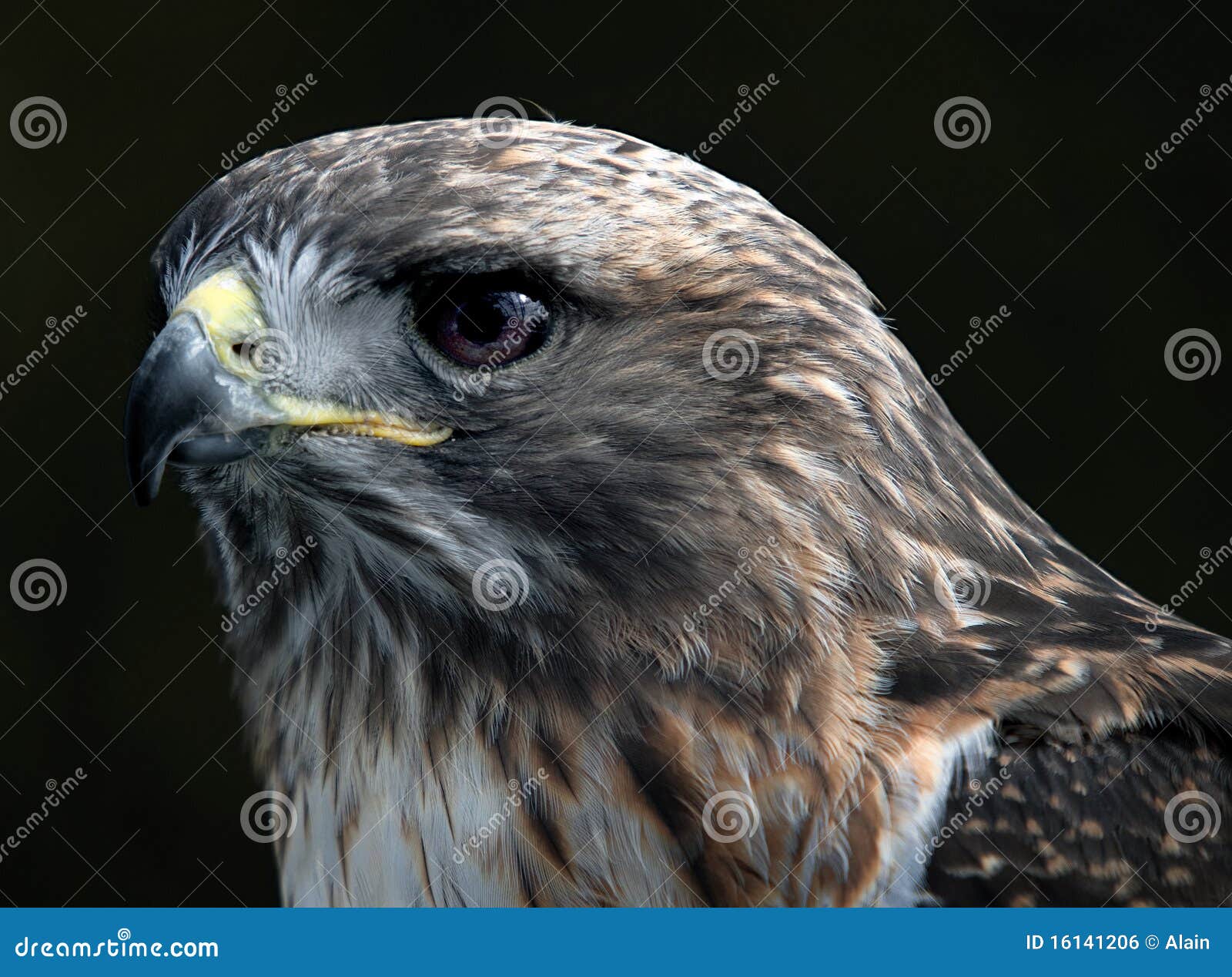 Halcón atado rojo foto de archivo. Imagen de presa, aviar - 16141206