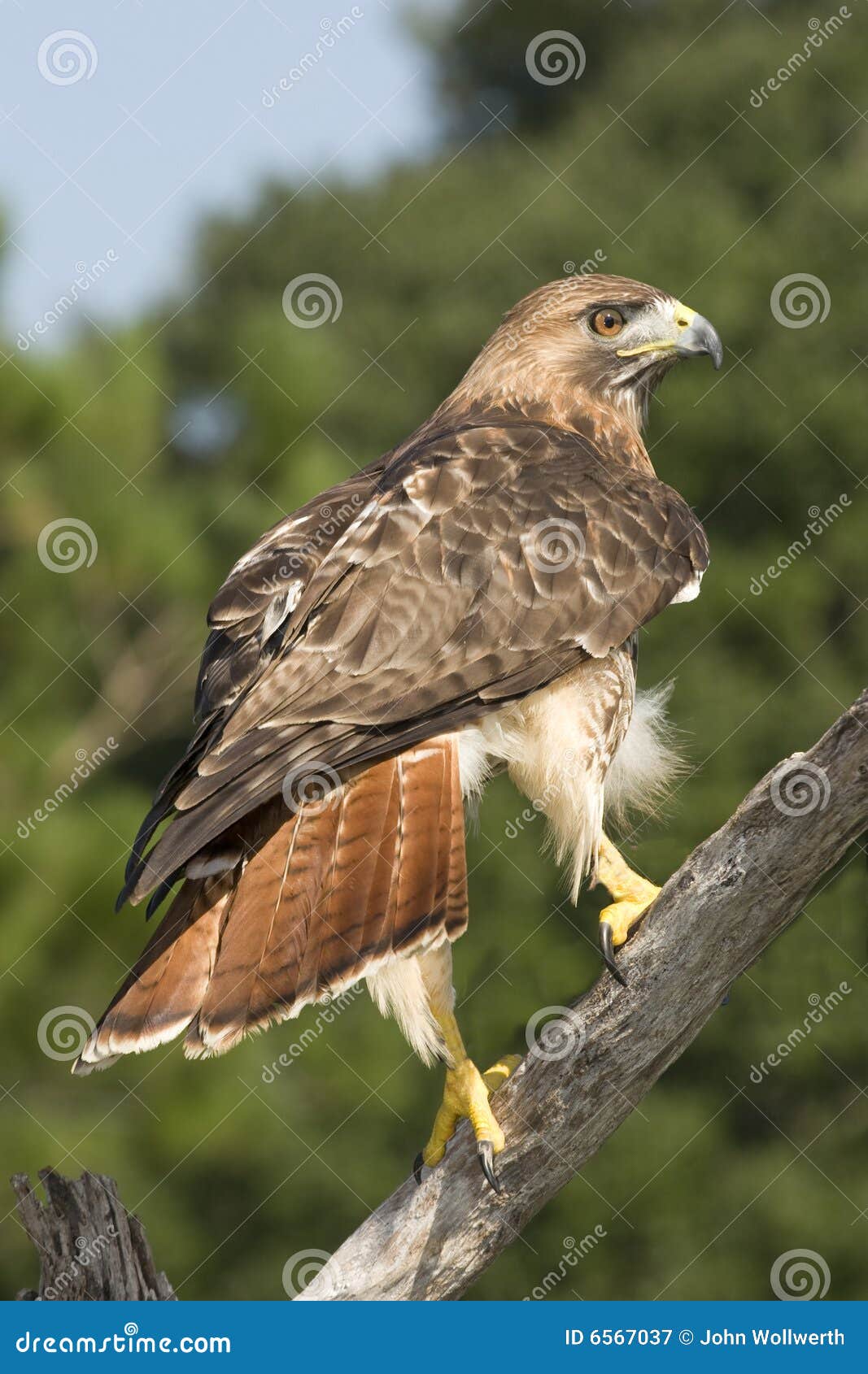 Halcón atado rojo imagen de archivo. Imagen de agraciado - 6567037