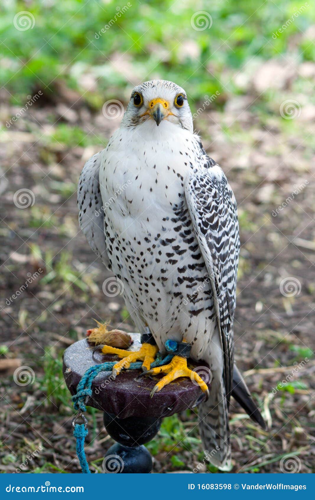 Halcón blanco foto de archivo. Imagen de sostenido, mirada - 16083598