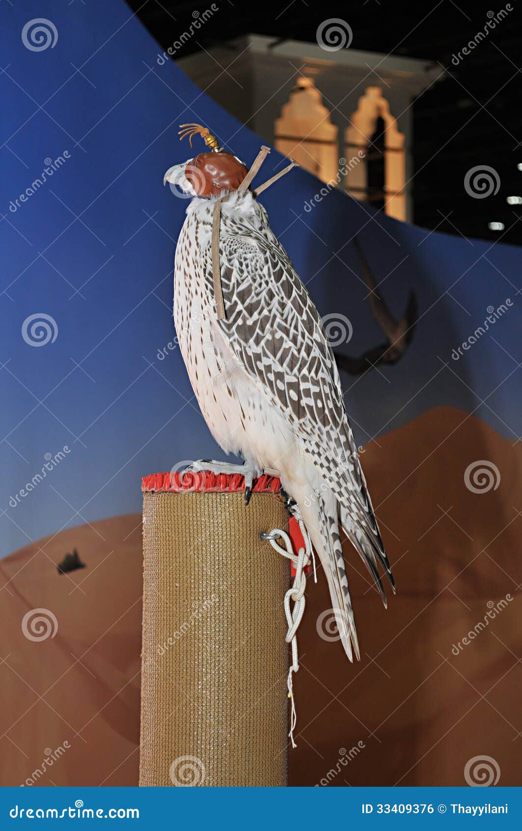 Halcón blanco foto de archivo. Imagen de asia, vida, oriente - 33409376