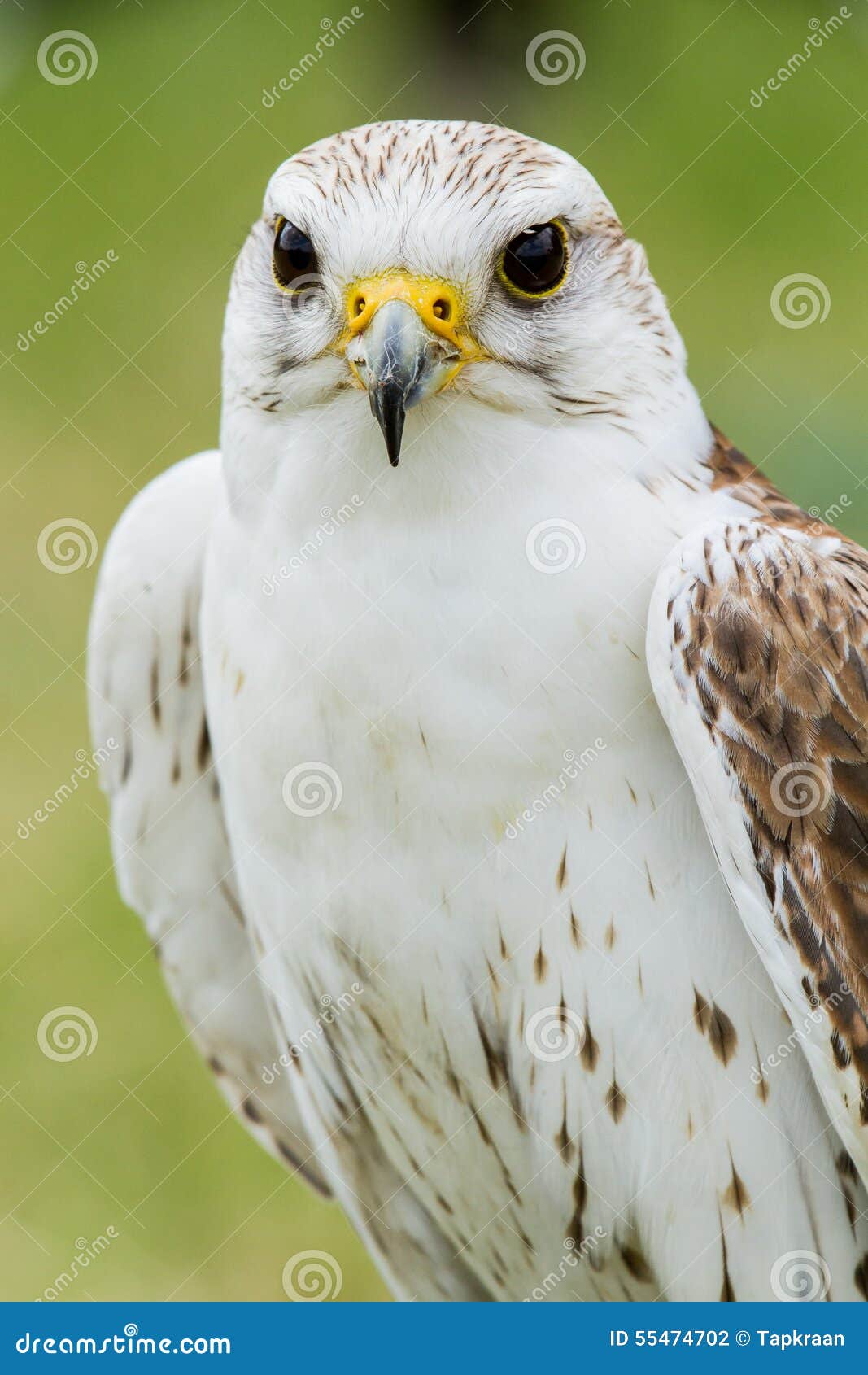 Imágenes Del Halcón Blanco