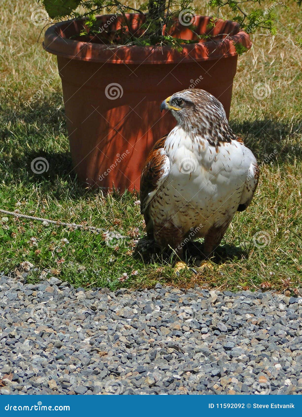 Halcón breasted blanco foto de archivo. Imagen de ojos - 11592092