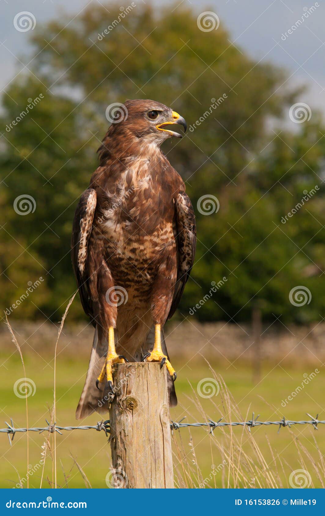 Halcón (buteo del Buteo) foto de archivo. Imagen de inglaterra - 16153826