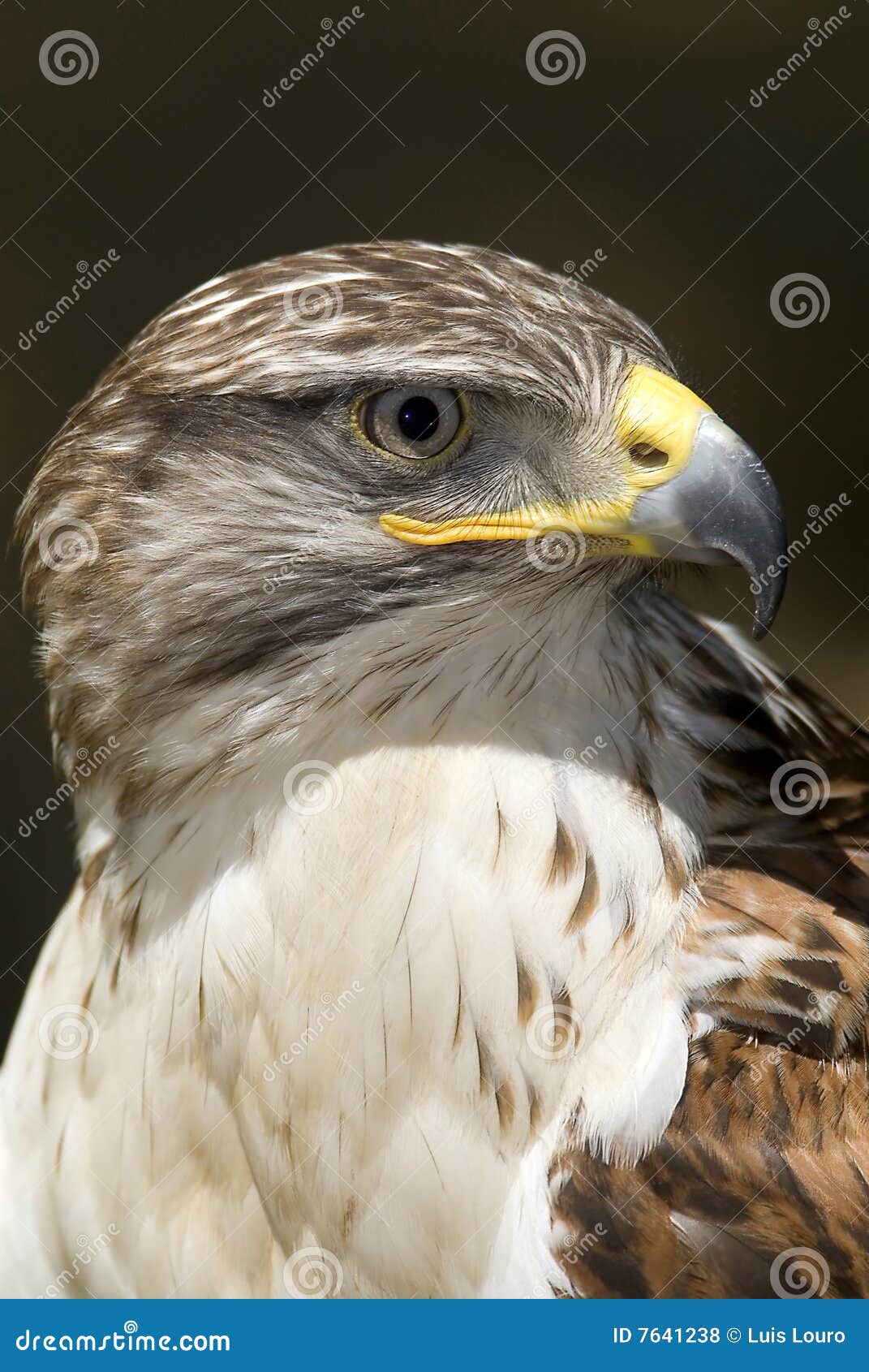 Halcón, Buteo ferruginoso foto de archivo. Imagen de sostenido - 7641238