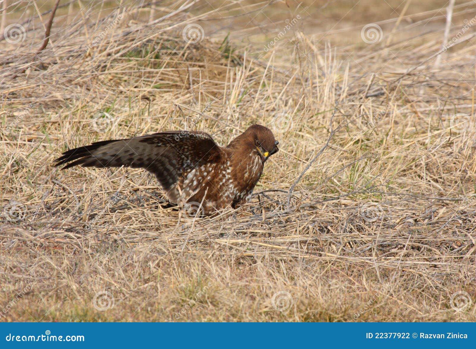 Halcón con la presa foto de archivo. Imagen de zumbido - 22377922