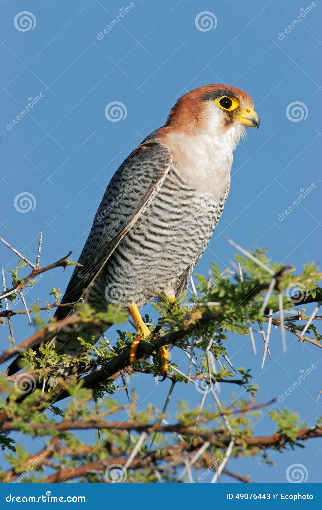 Halcón de cuello rojo imagen de archivo. Imagen de nafta - 49076443