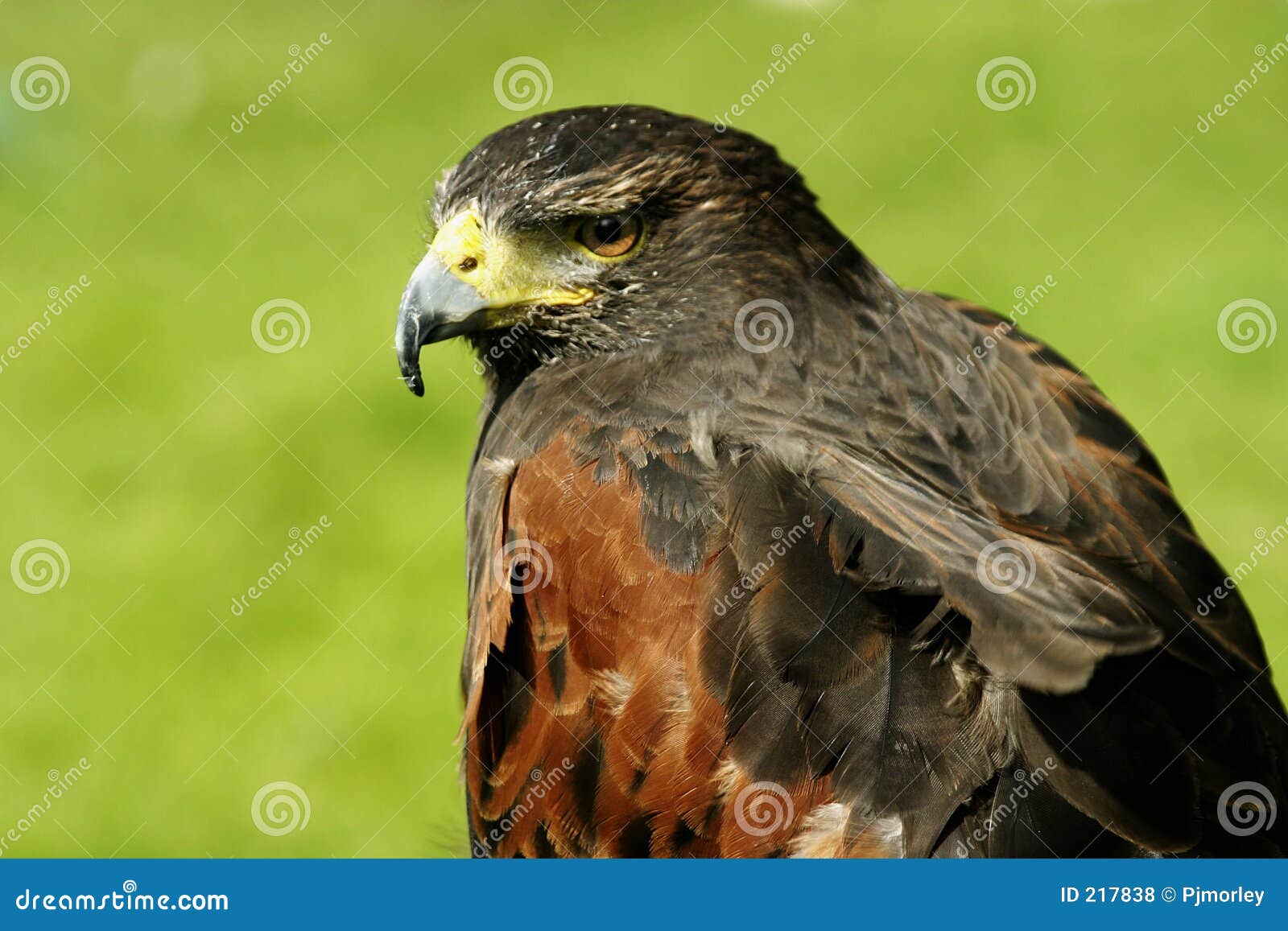 Halcón de Harris foto de archivo. Imagen de sostenido, harris - 217838