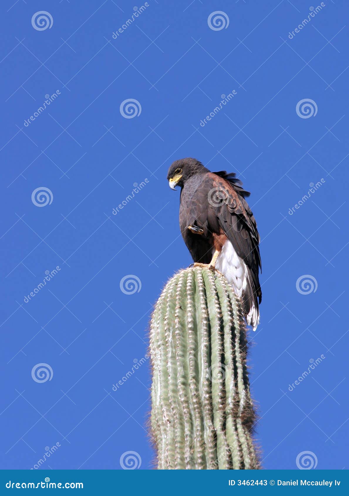 Halcón de Harris imagen de archivo. Imagen de cazador - 3462443