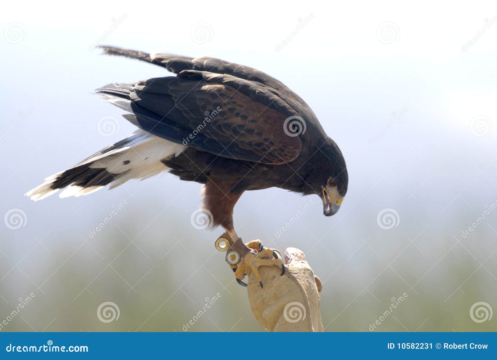 Halcón De Harris Con El Halconero 2 Imagen de archivo - Imagen de ...