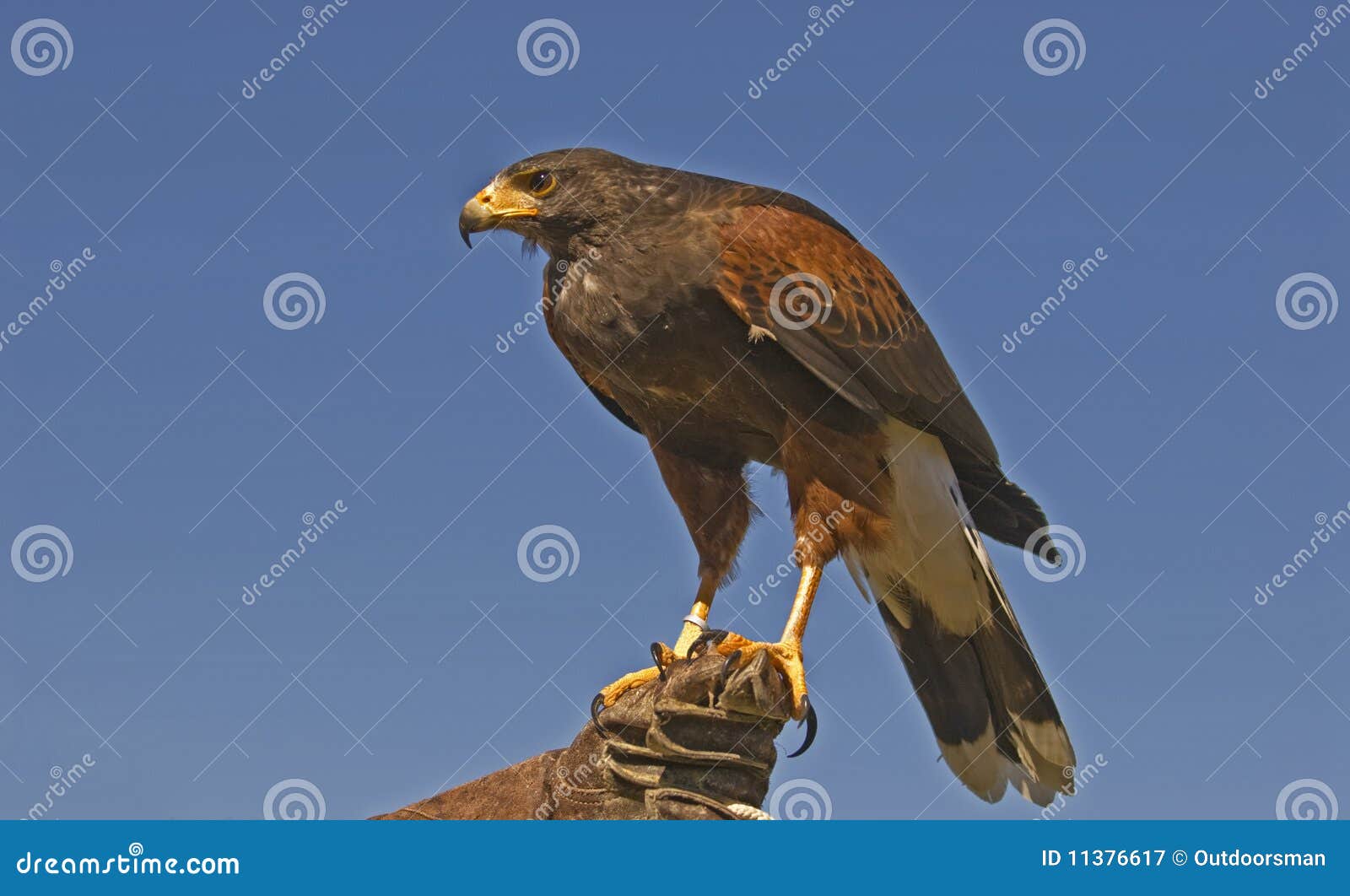 Halcón De Harris (unicinctus Del Parabuteo) Imagen de archivo - Imagen ...